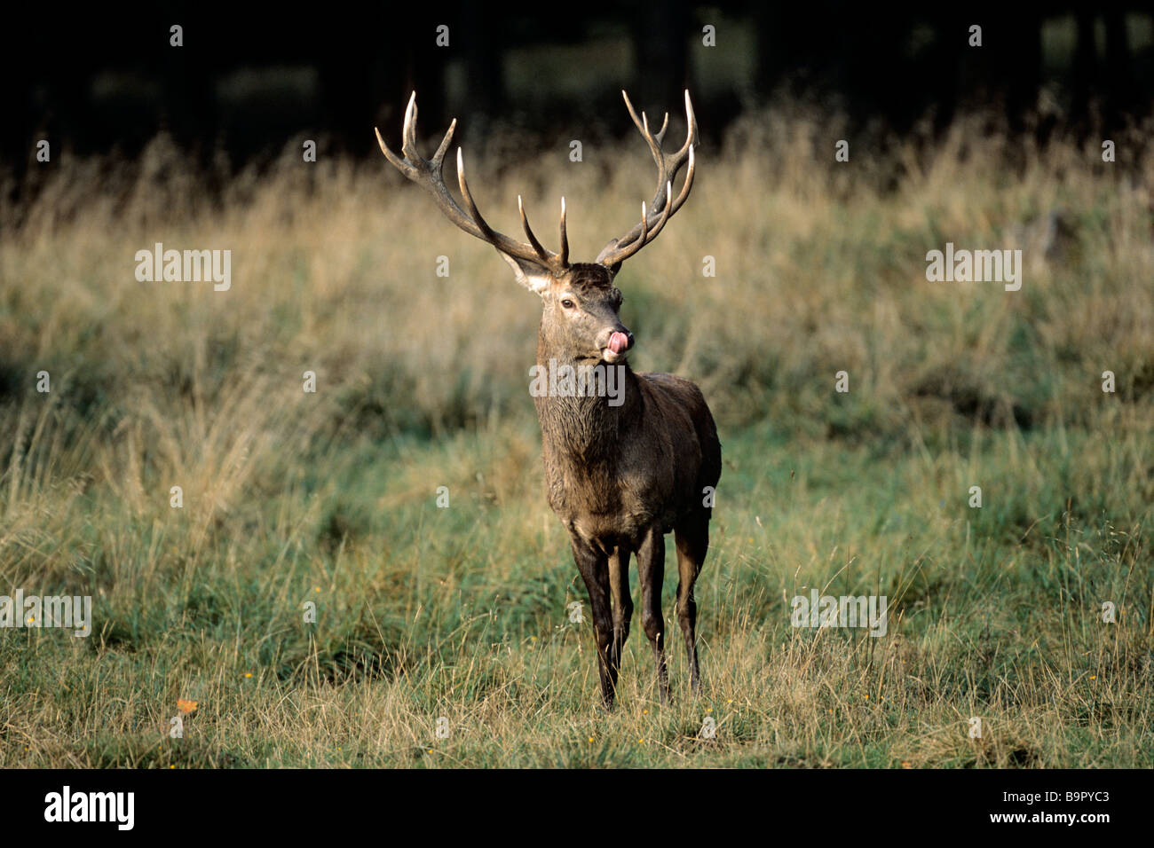Denmark, Red Deer (Cervus elaphus), male animal rutting Stock Photo - Alamy
