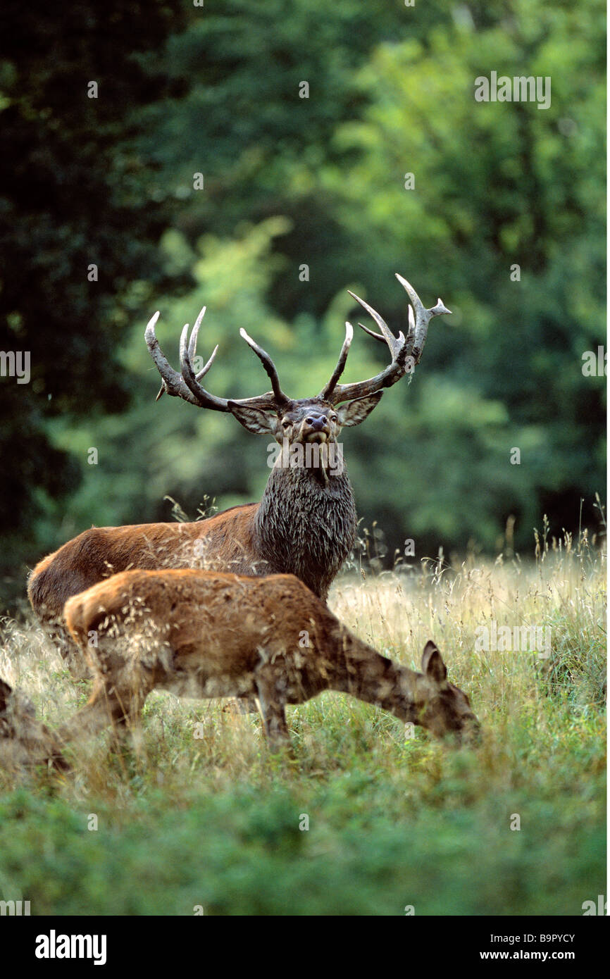 Denmark, Red Deer (Cervus elaphus), male animal rutting Stock Photo - Alamy