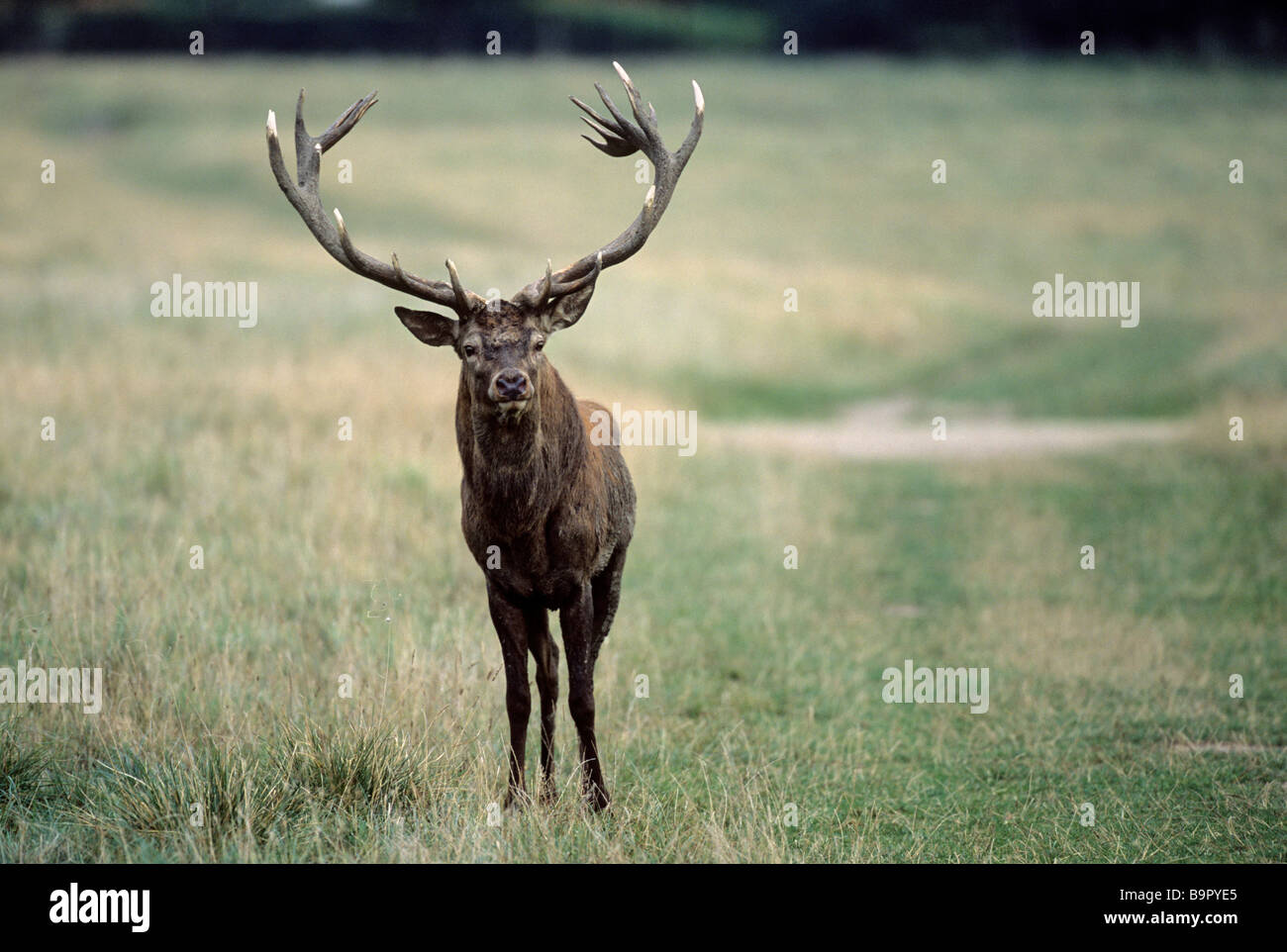 Denmark, Red Deer (Cervus elaphus), male animal rutting Stock Photo - Alamy