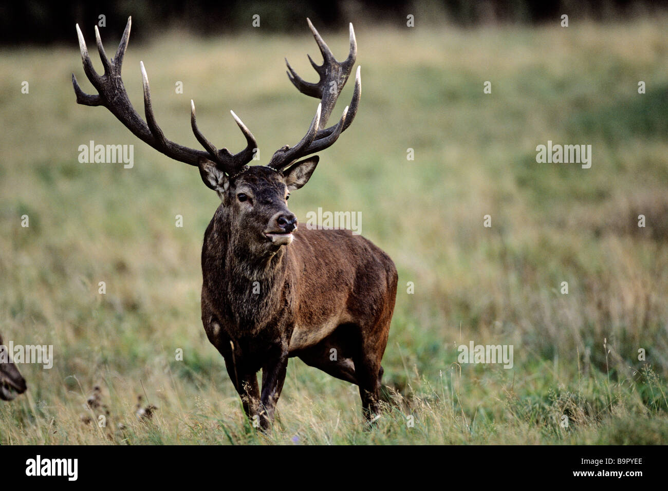 Denmark, Red Deer (Cervus elaphus), male animal rutting Stock Photo - Alamy
