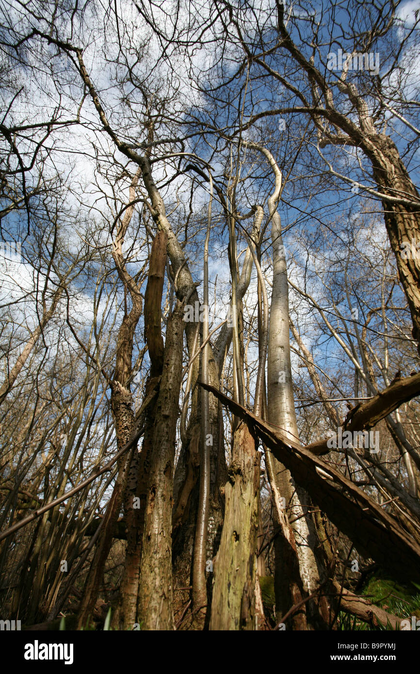Young birch and hazel woodland clustered tree trunks in Surrey, England ...