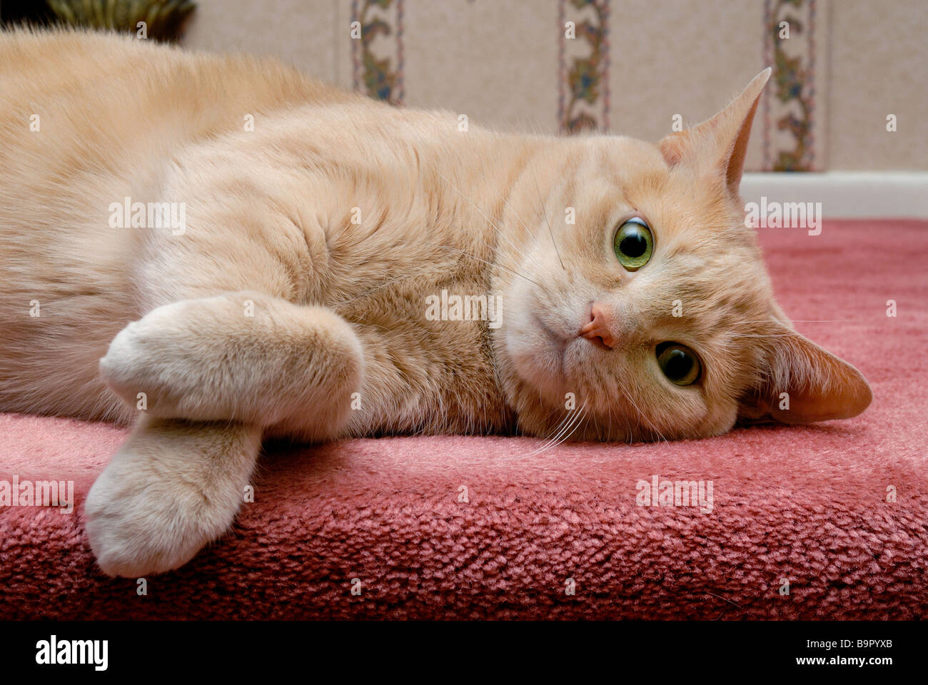 Cat With Paws Crossed Stock Photos & Cat With Paws Crossed Stock Images ...