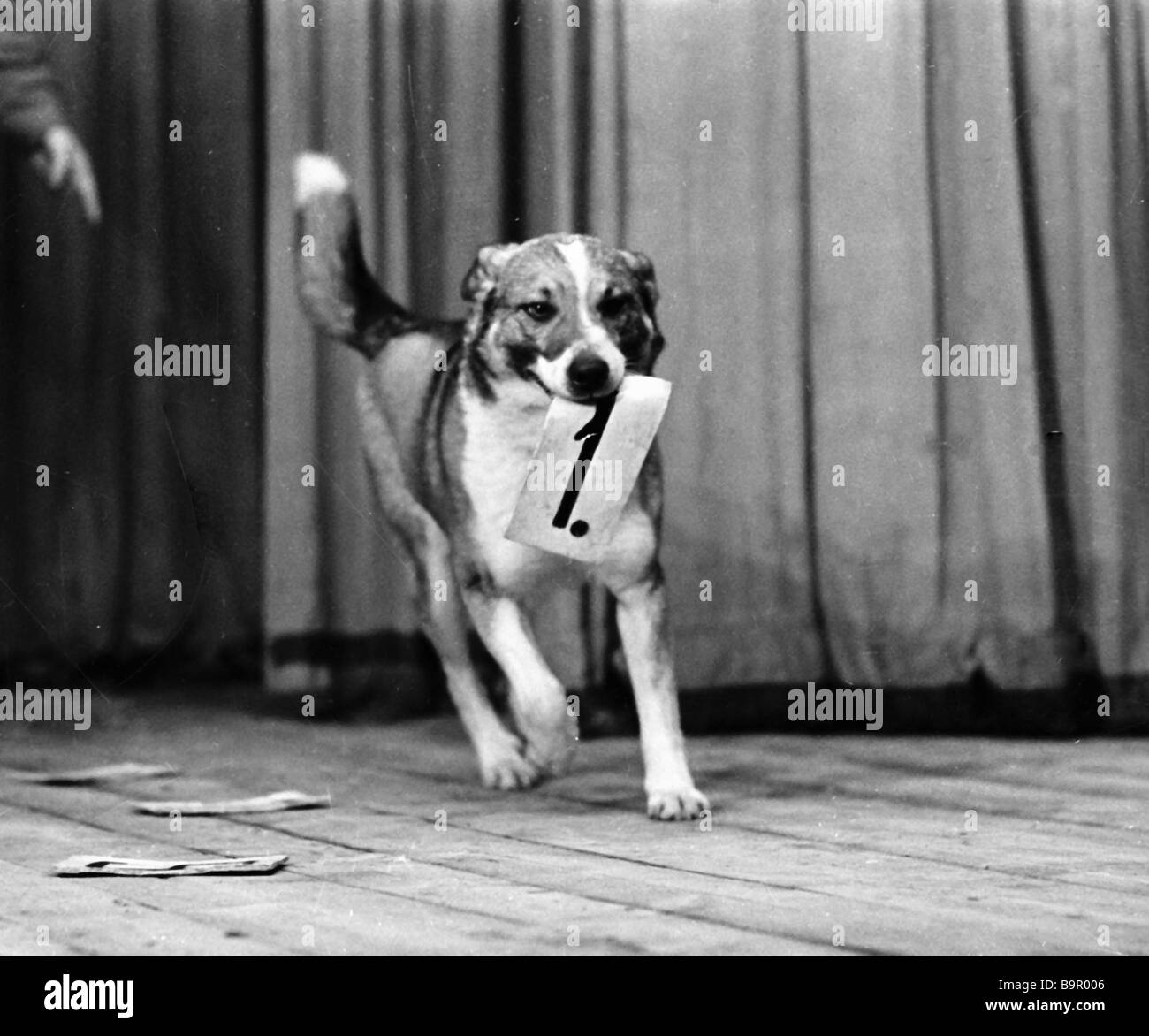 A trained dog with a card between its teeth in a performance at the ...