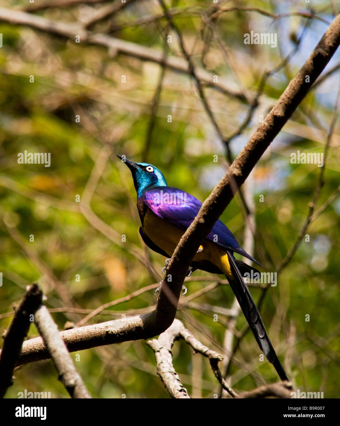 Usa fauna avian hi-res stock photography and images - Alamy