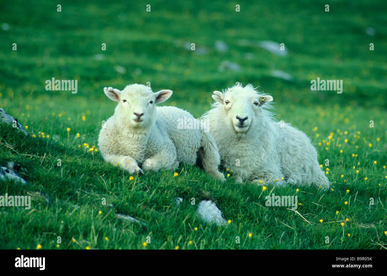 Grown lamb hi-res stock photography and images - Alamy