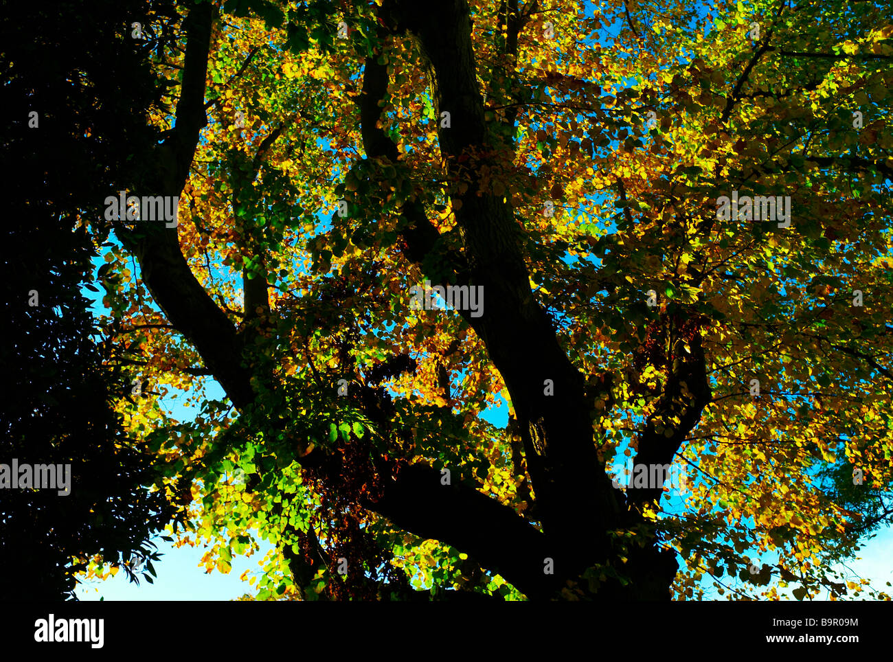 Tree and sunlight Stock Photo - Alamy