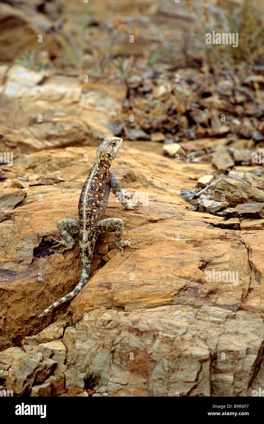 Lizard north africa hi-res stock photography and images - Alamy