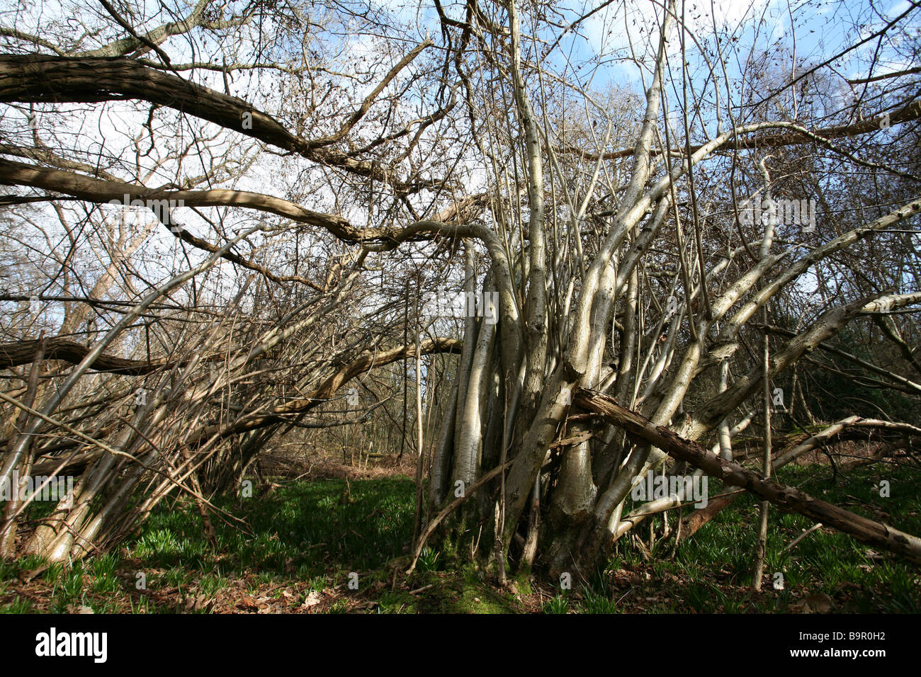 Young birch and hazel woodland clustered tree trunks in Surrey, England ...