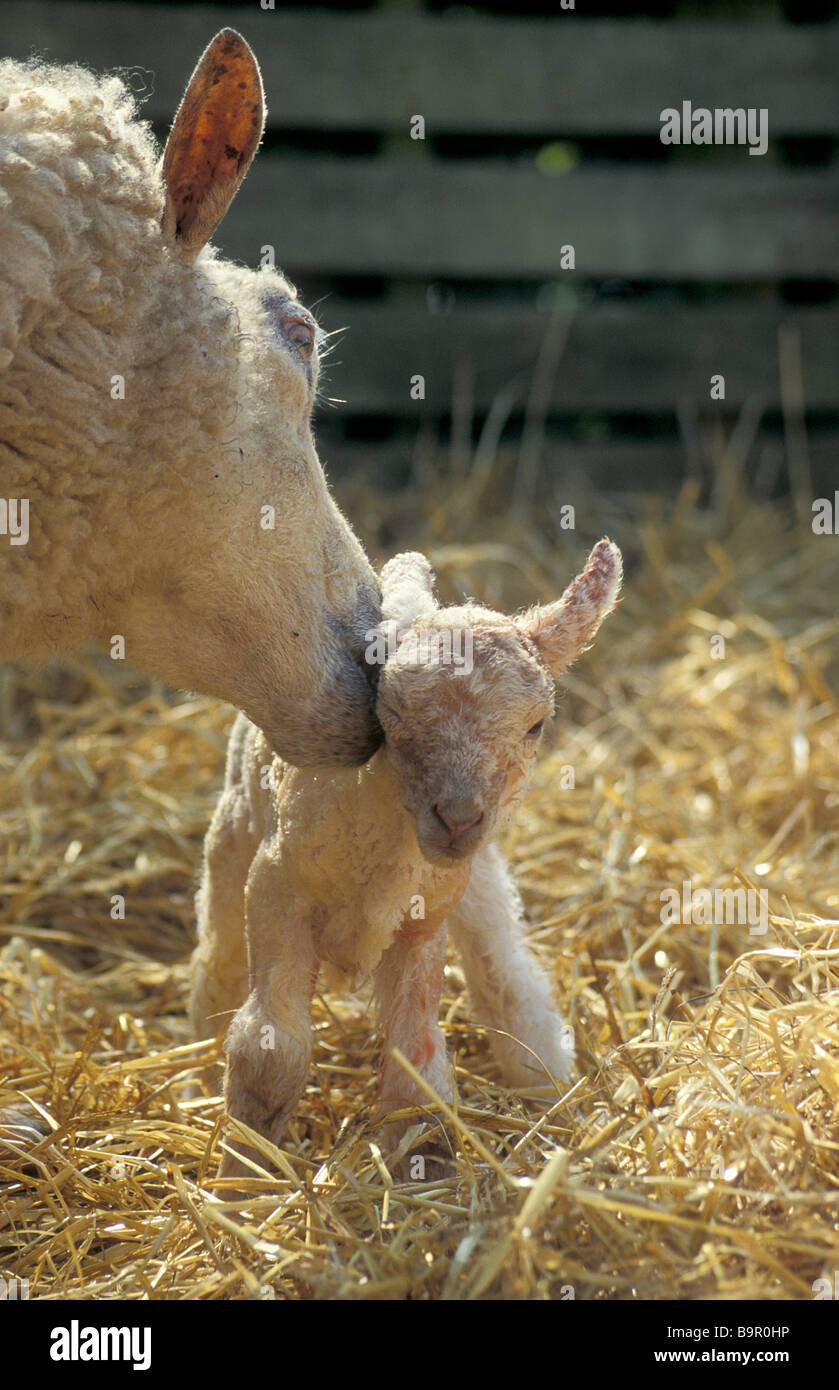 Ewe licking newborn lamb clean hi-res stock photography and images - Alamy