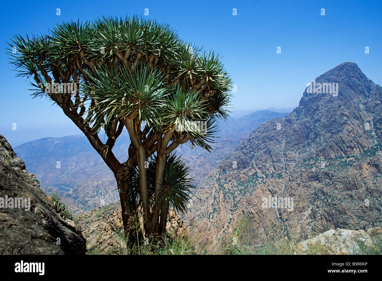 Atlas tree hi-res stock photography and images - Alamy