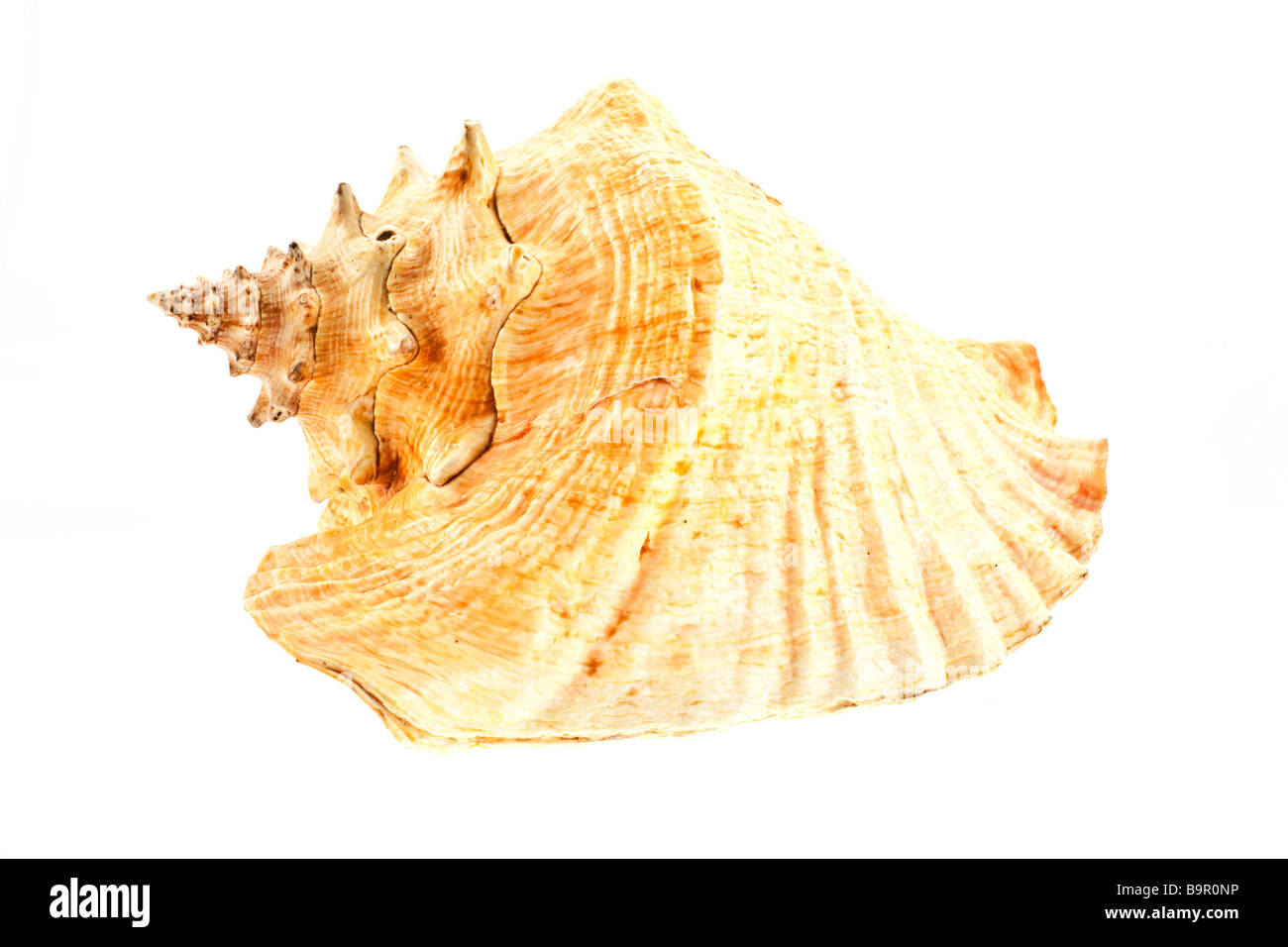 big sea shell on a white background Stock Photo - Alamy