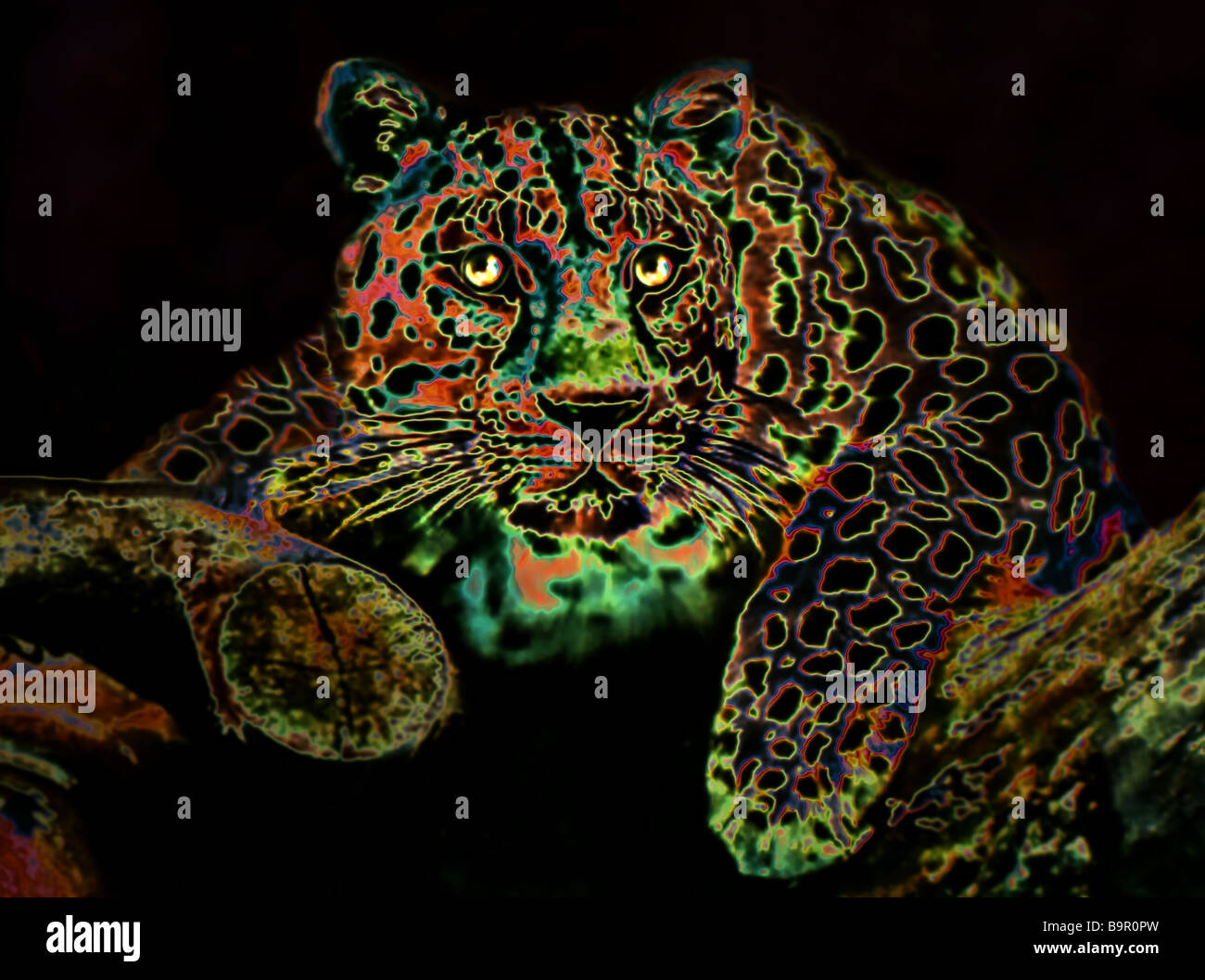 Leopard cat japan hi-res stock photography and images - Alamy