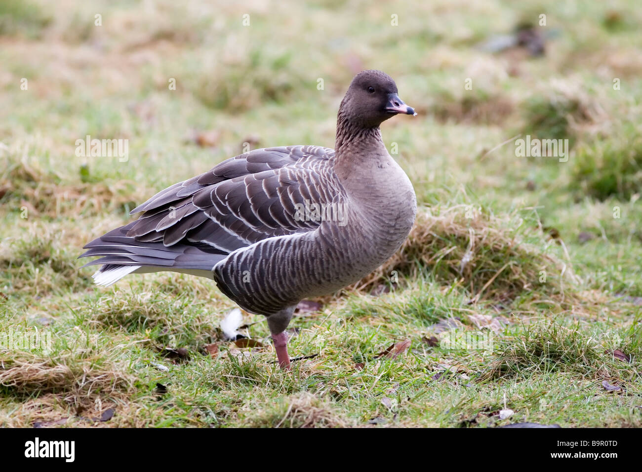 Pink-footed Goose Anser brachyrhynchus Stock Photo - Alamy