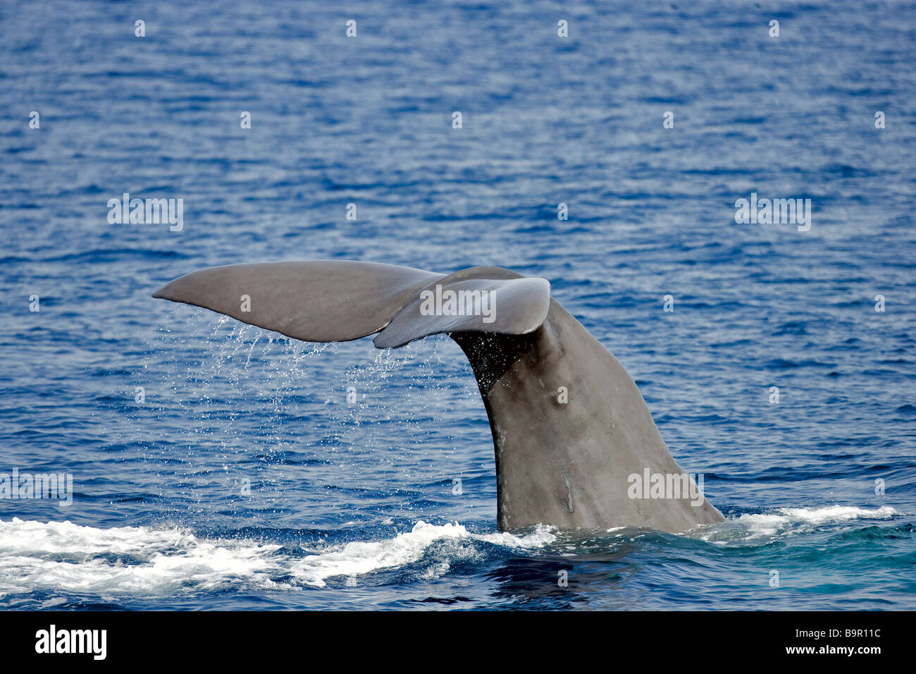 France, Mediterranean Sea, sperm whale (Physeter catodon Stock Photo ...