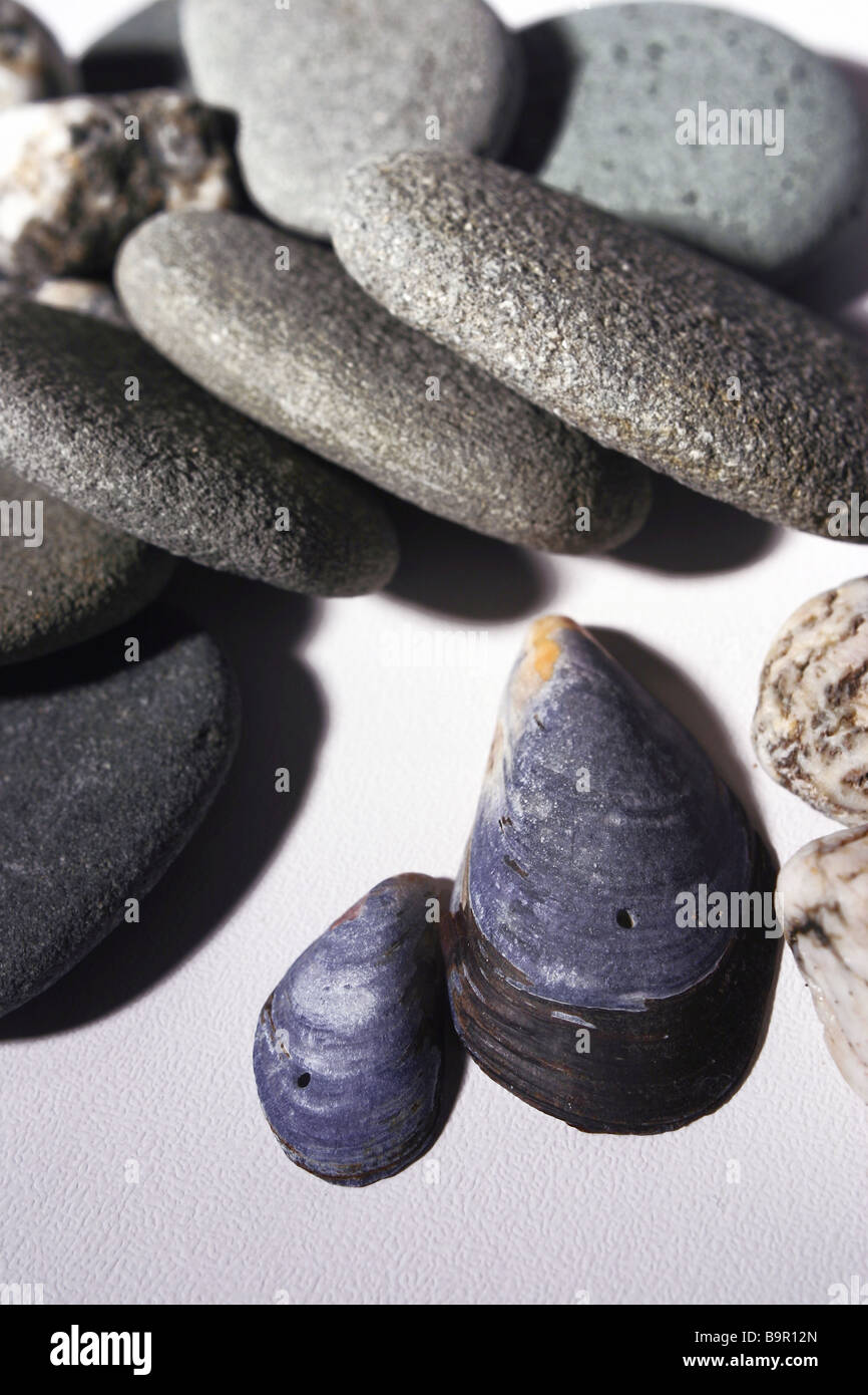 Blue Mussel shells and Pebbles Stock Photo - Alamy
