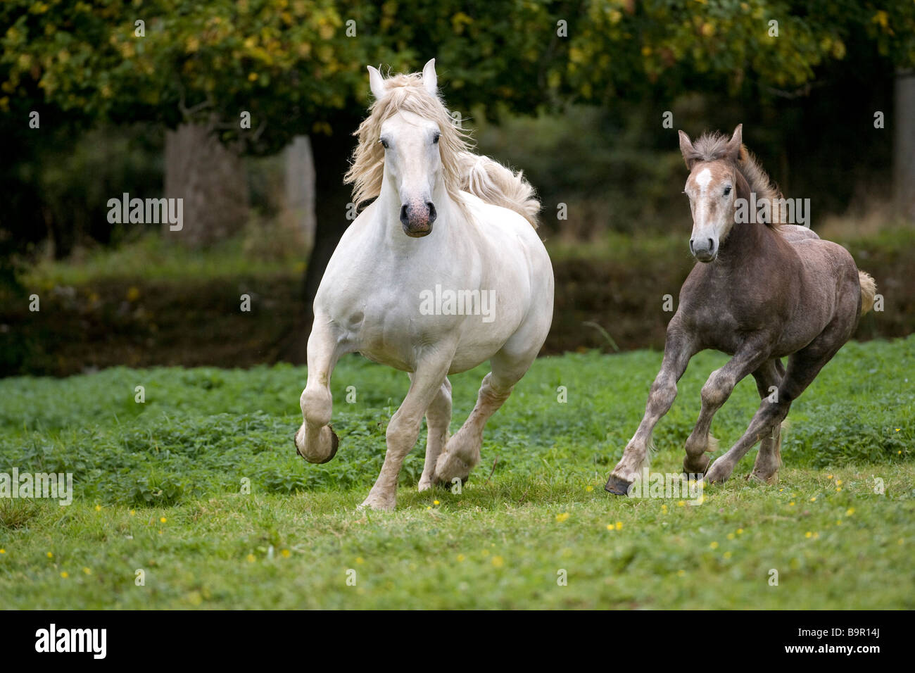 France, Somme, Baie de Somme, Boulonnais stockbreeding, workhorses ...