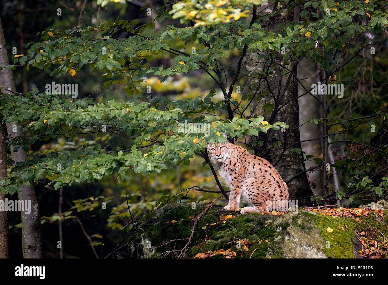 Germany, Bavaria, Bayerischer Wald National Park, lynx (lynx lynx Stock ...