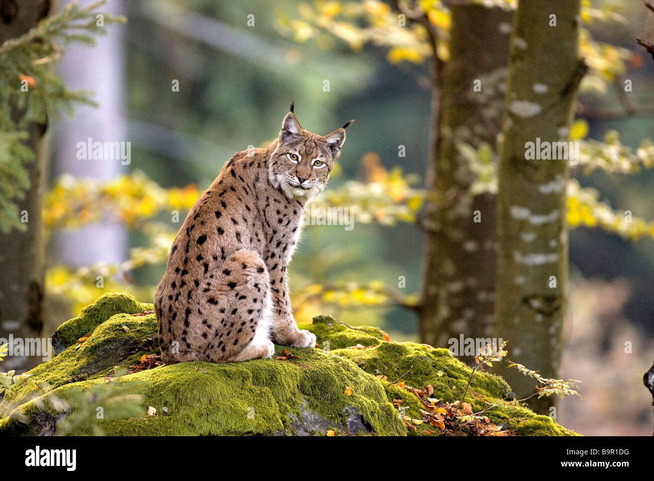 Germany, Bavaria, Bayerischer Wald National Park, lynx (lynx lynx Stock ...