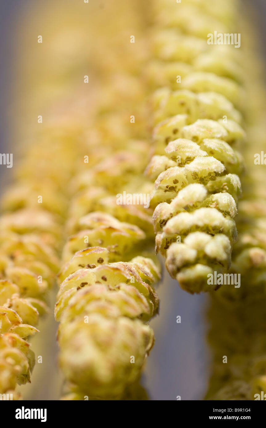 Catkins of hazel tree hi-res stock photography and images - Alamy
