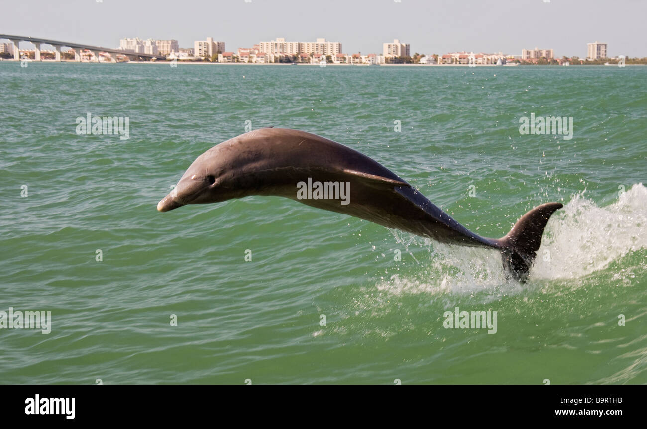 Offshore common dolphin hi-res stock photography and images - Alamy