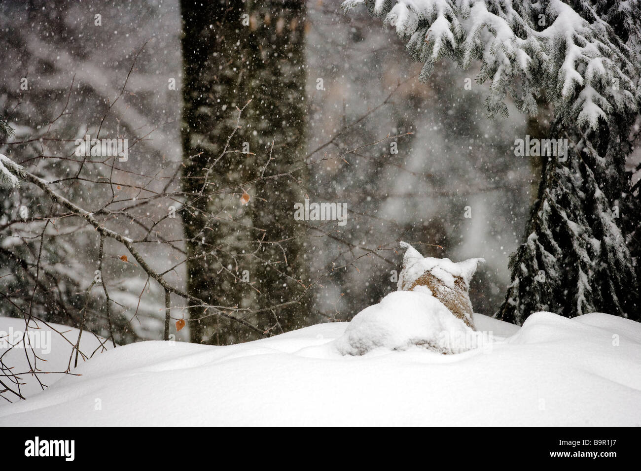 Germany, Bavaria, Bayerischer Wald National Park, lynx (lynx lynx Stock ...