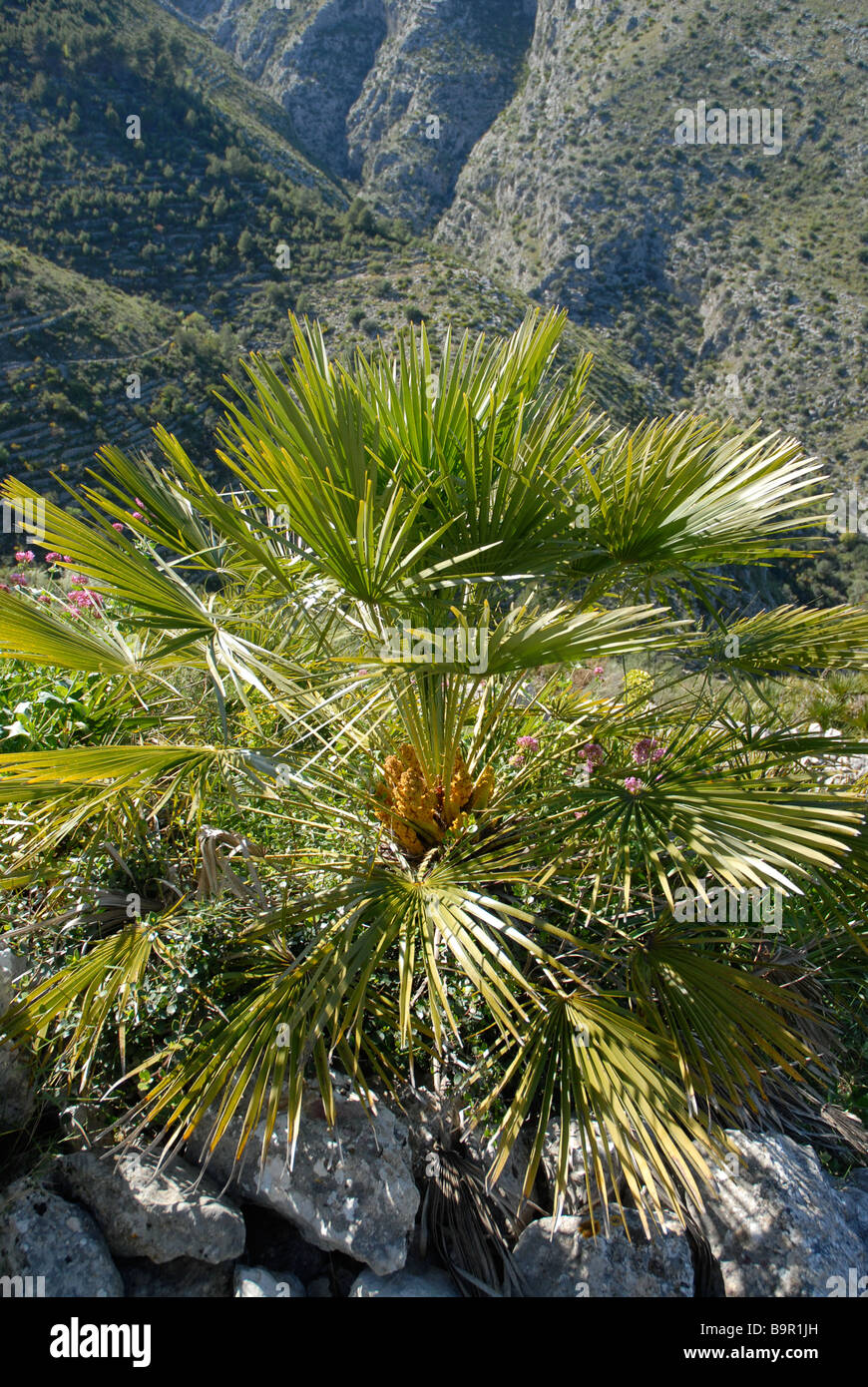 Mediterranean fan palm hi-res stock photography and images - Alamy