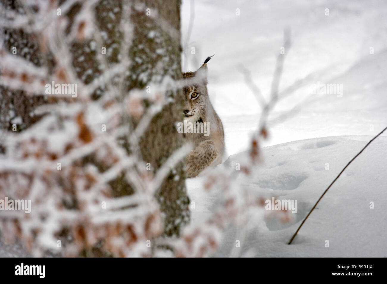 Germany, Bavaria, Bayerischer Wald National Park, lynx (lynx lynx Stock ...
