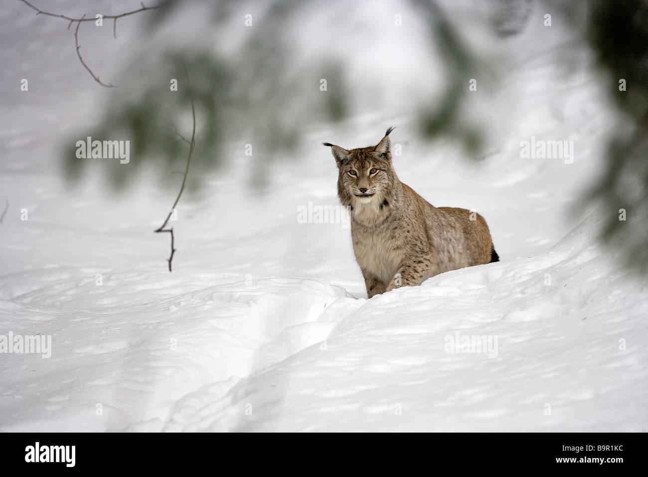 Germany, Bavaria, Bayerischer Wald National Park, lynx (lynx lynx Stock ...