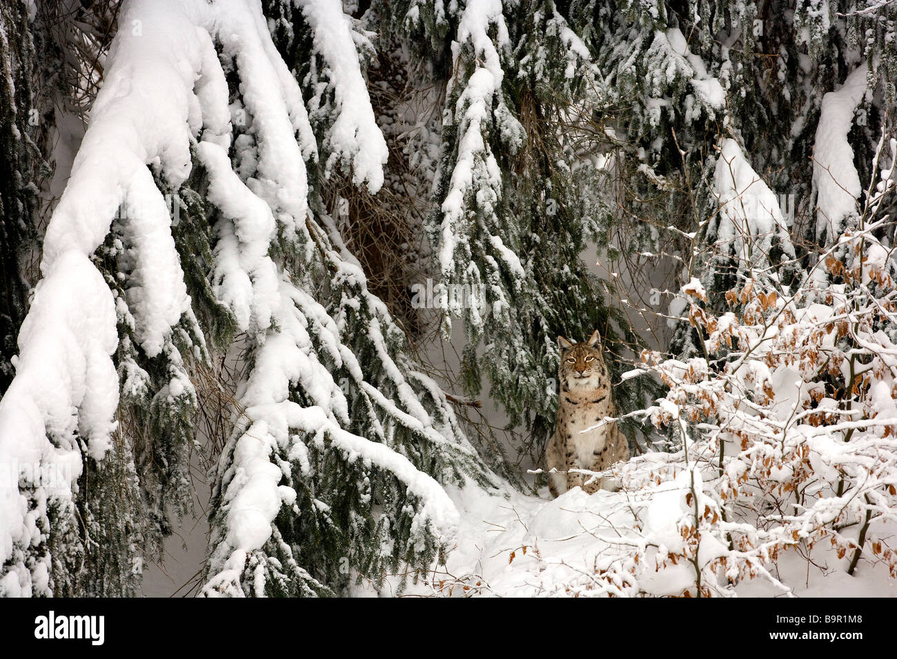 Germany, Bavaria, Bayerischer Wald National Park, lynx (lynx lynx Stock ...