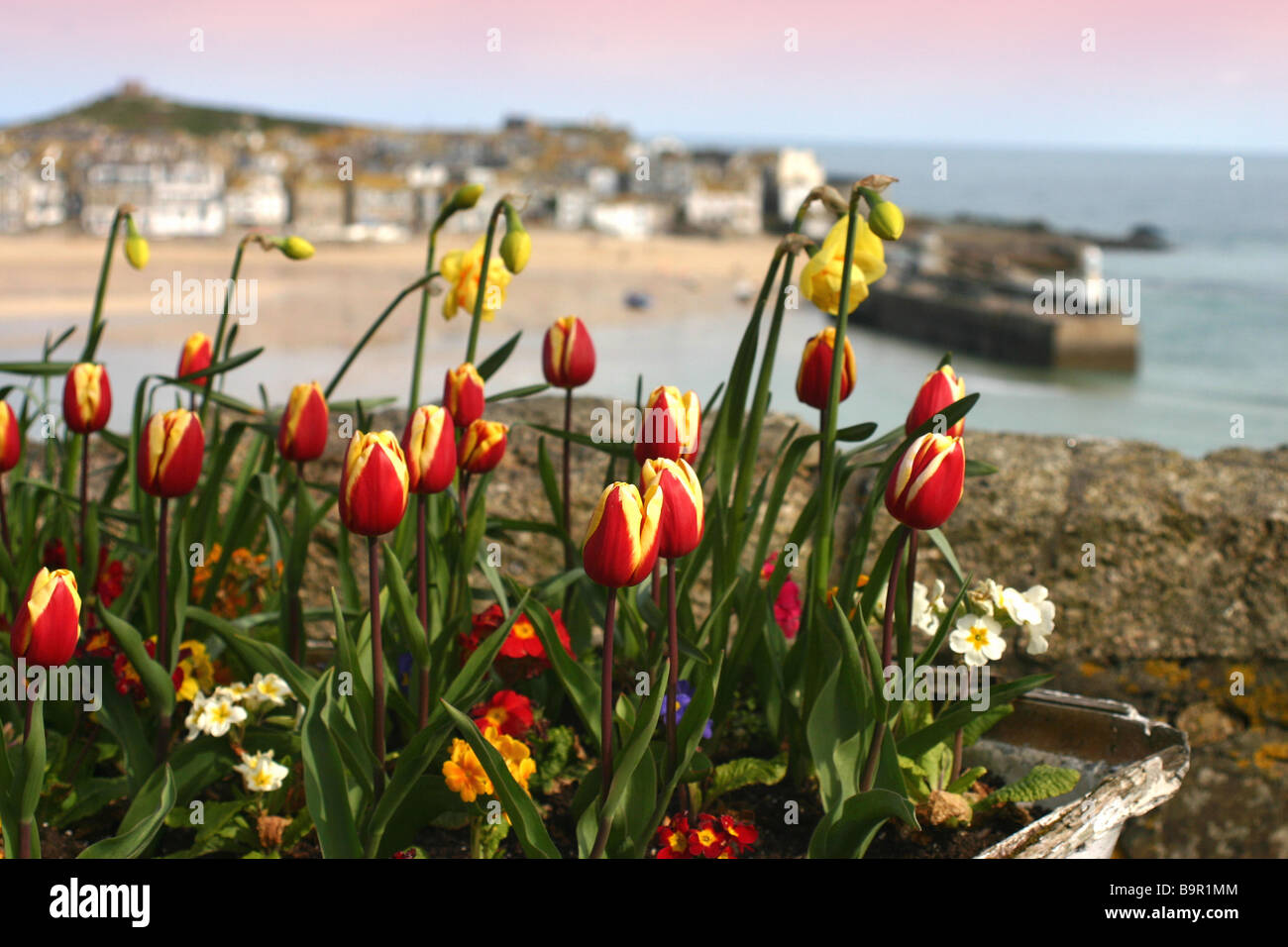 Spring Flowers overlooking St. Ives harbour Cornwall UK Stock Photo - Alamy