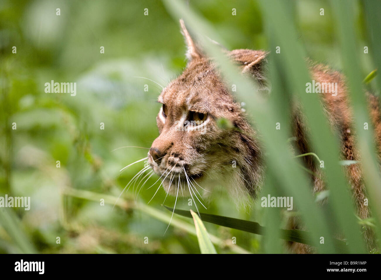 Germany, Bavaria, Bayerischer Wald National Park, lynx (lynx lynx Stock ...