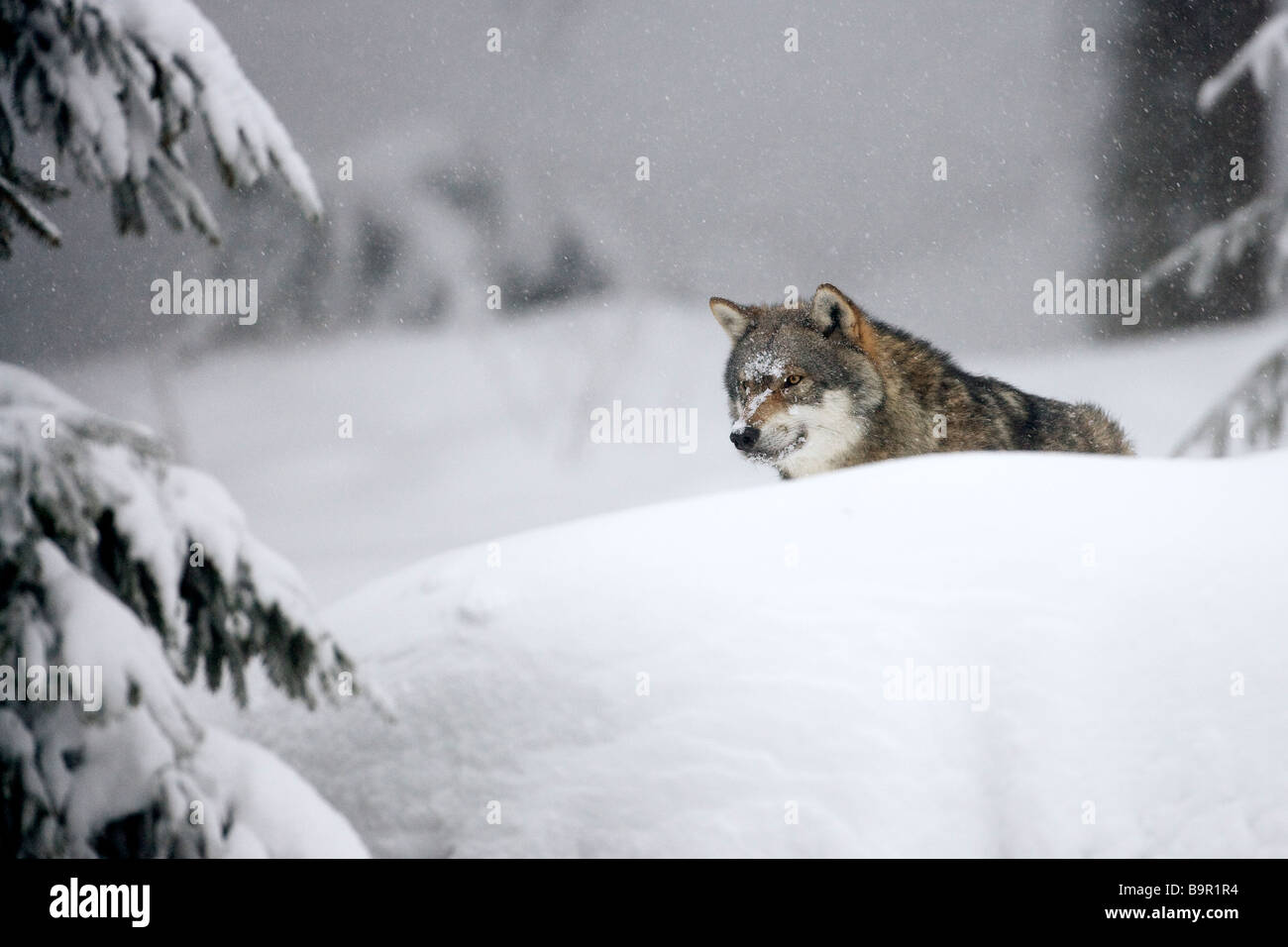 Germany, Bavaria, Bayerischer Wald National Park, wolf (Canis lupus ...
