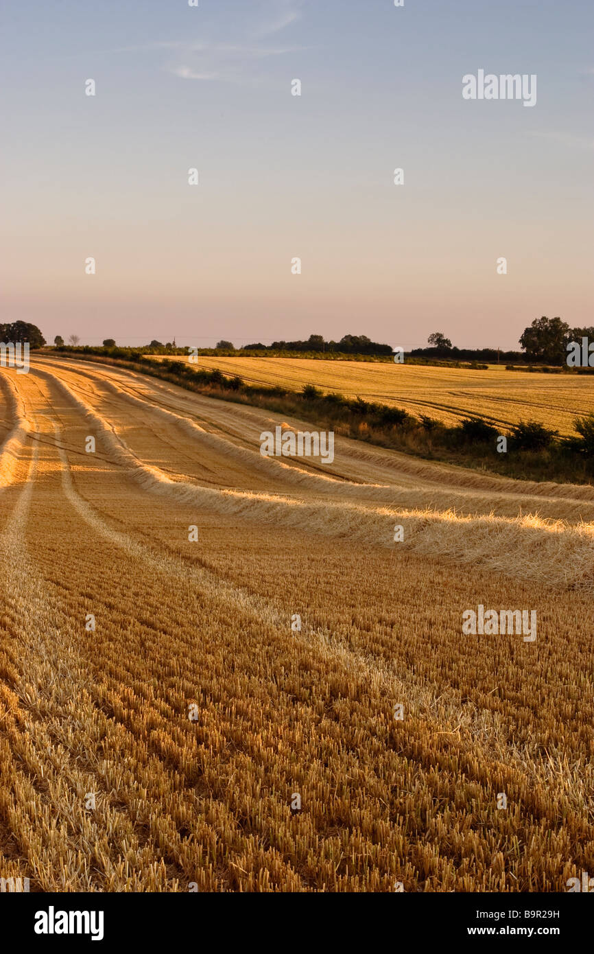 Corn Field at Sunset South Dalton near Beverley East Yorkshire England ...