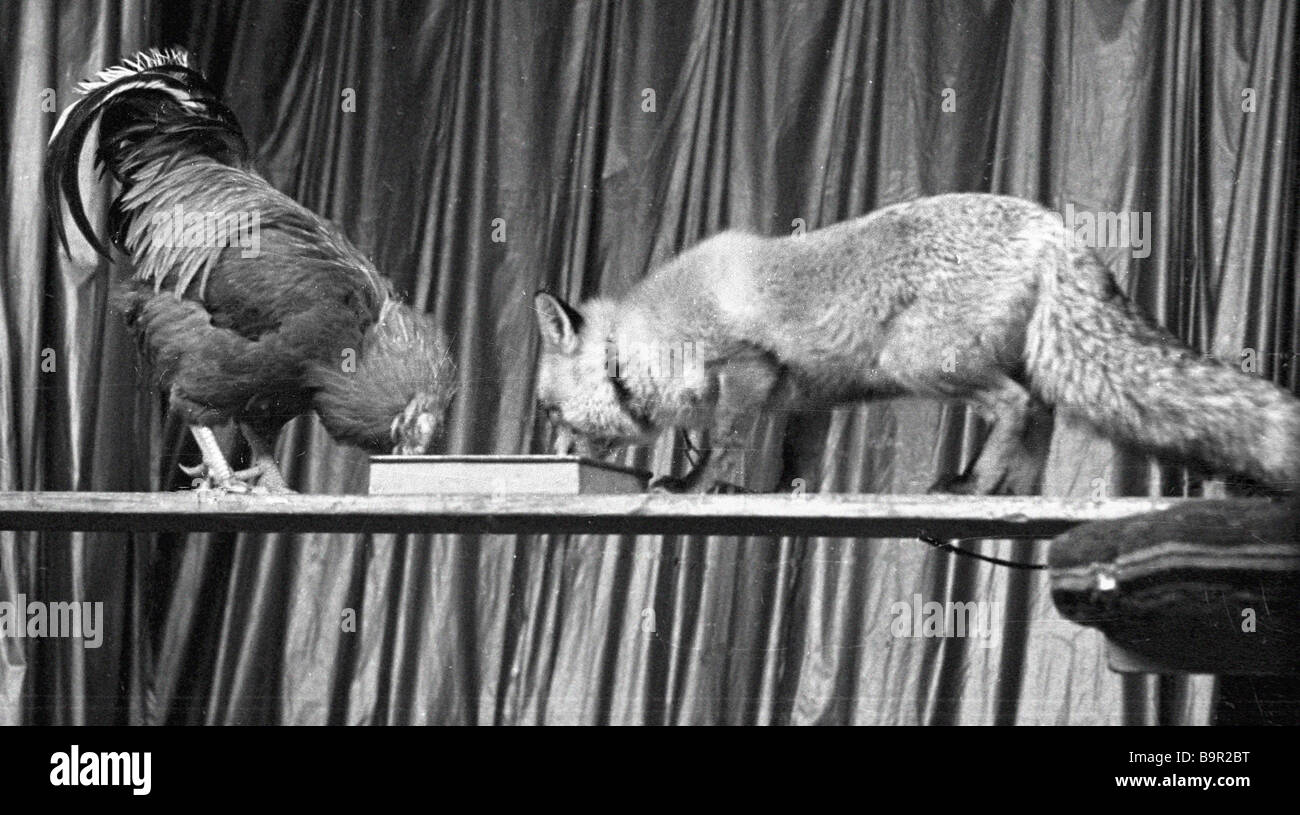 Trained fox and rooster in a show Durov s animal corner Stock Photo - Alamy