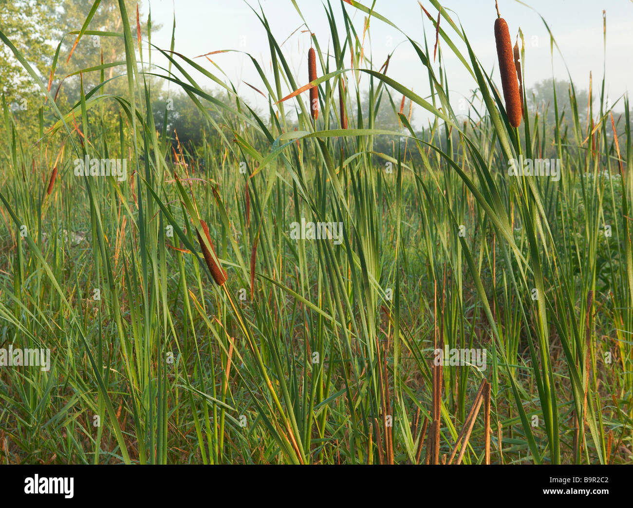cattails, Blue Lake Wildlife Area, Lewis and Clark State Park, Iowa ...