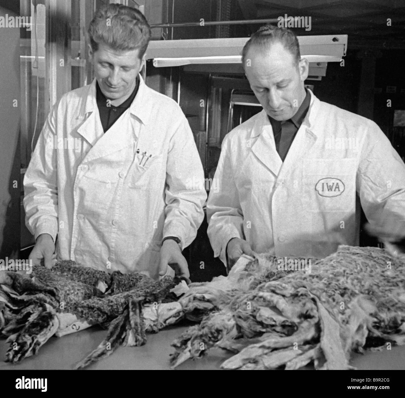 Finnish fur traders examining Grey Karakul fur at the International Fur ...