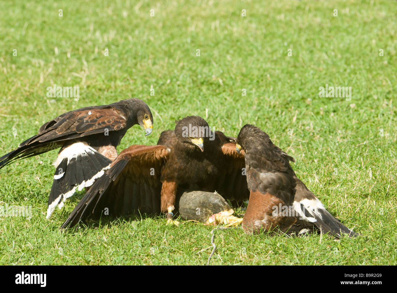 Harris Hawk Stack
