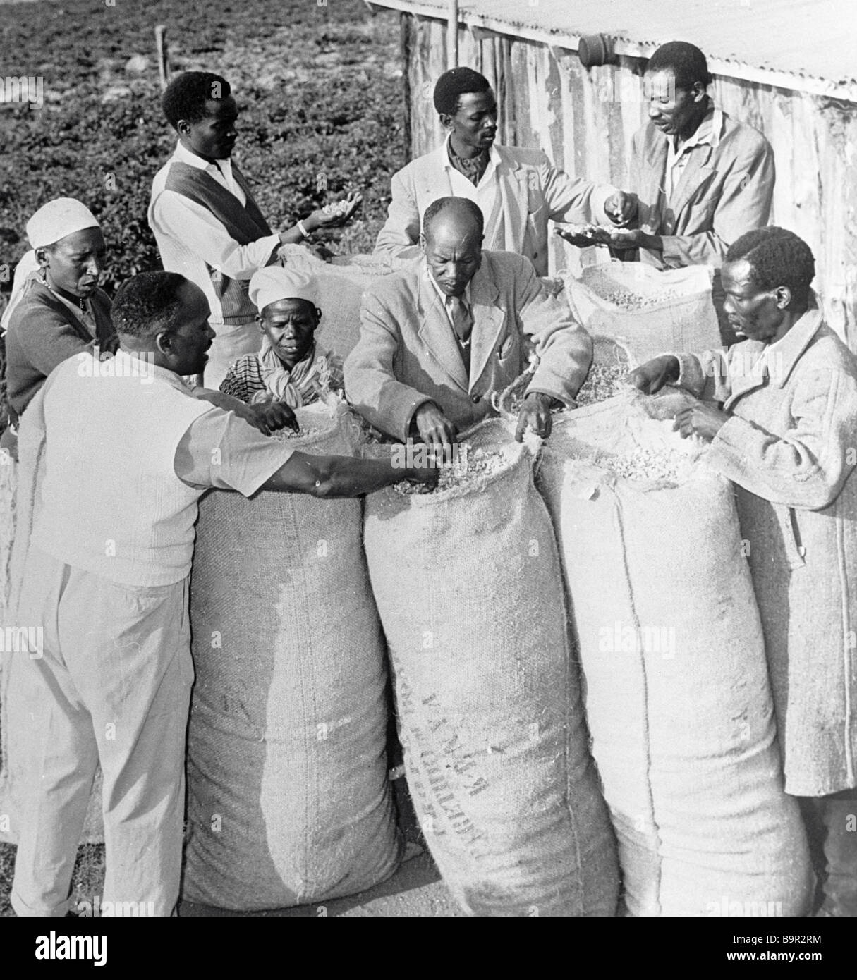 Kenyan peasants standing alongside sacks with pyrethrum Stock Photo - Alamy