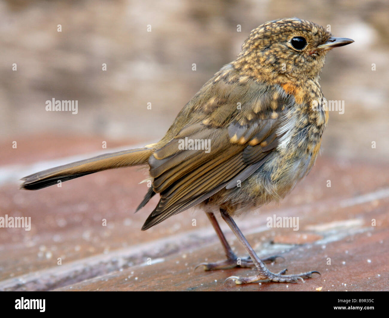 A very small young robin Stock Photo - Alamy
