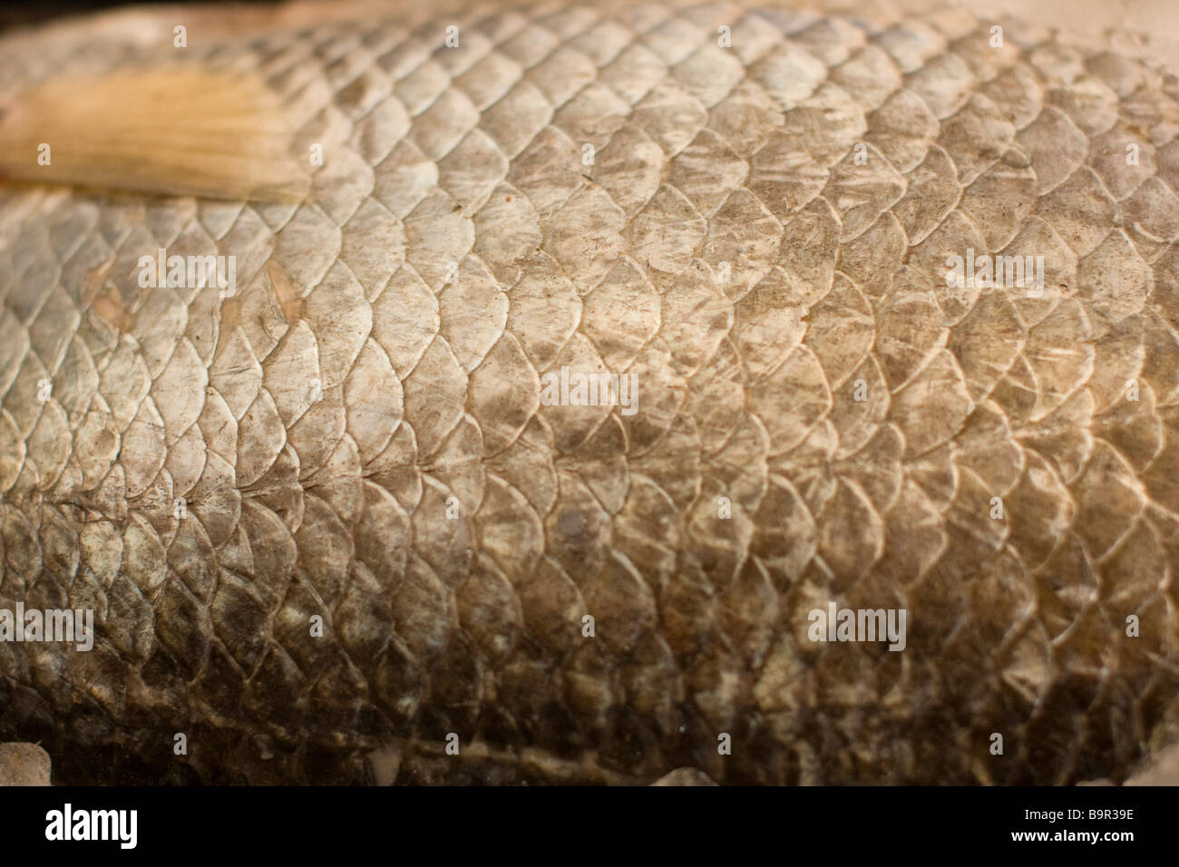 Skin diamond hi-res stock photography and images - Alamy