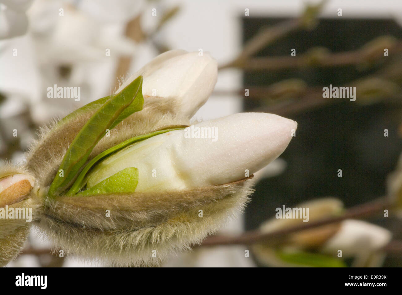 Spring Flowering Bud of a Magnolia Stellata Common Name Star Magnolia ...