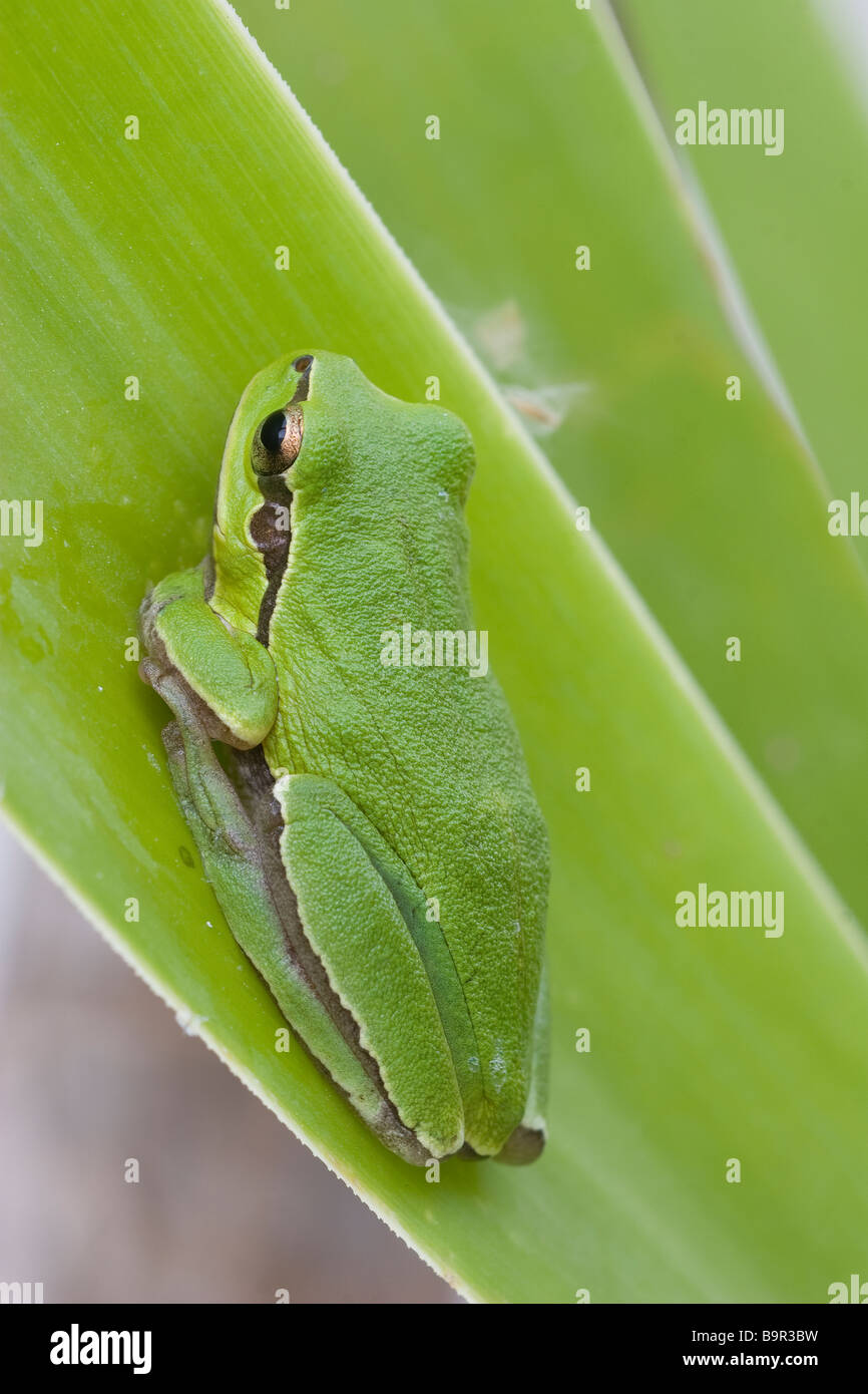 Common Tree Frog Hyla arborea Stock Photo - Alamy