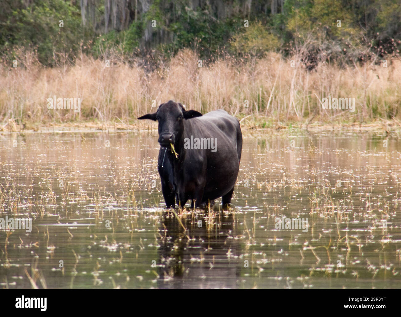 Cow in water,Florida,USA Stock Photo - Alamy