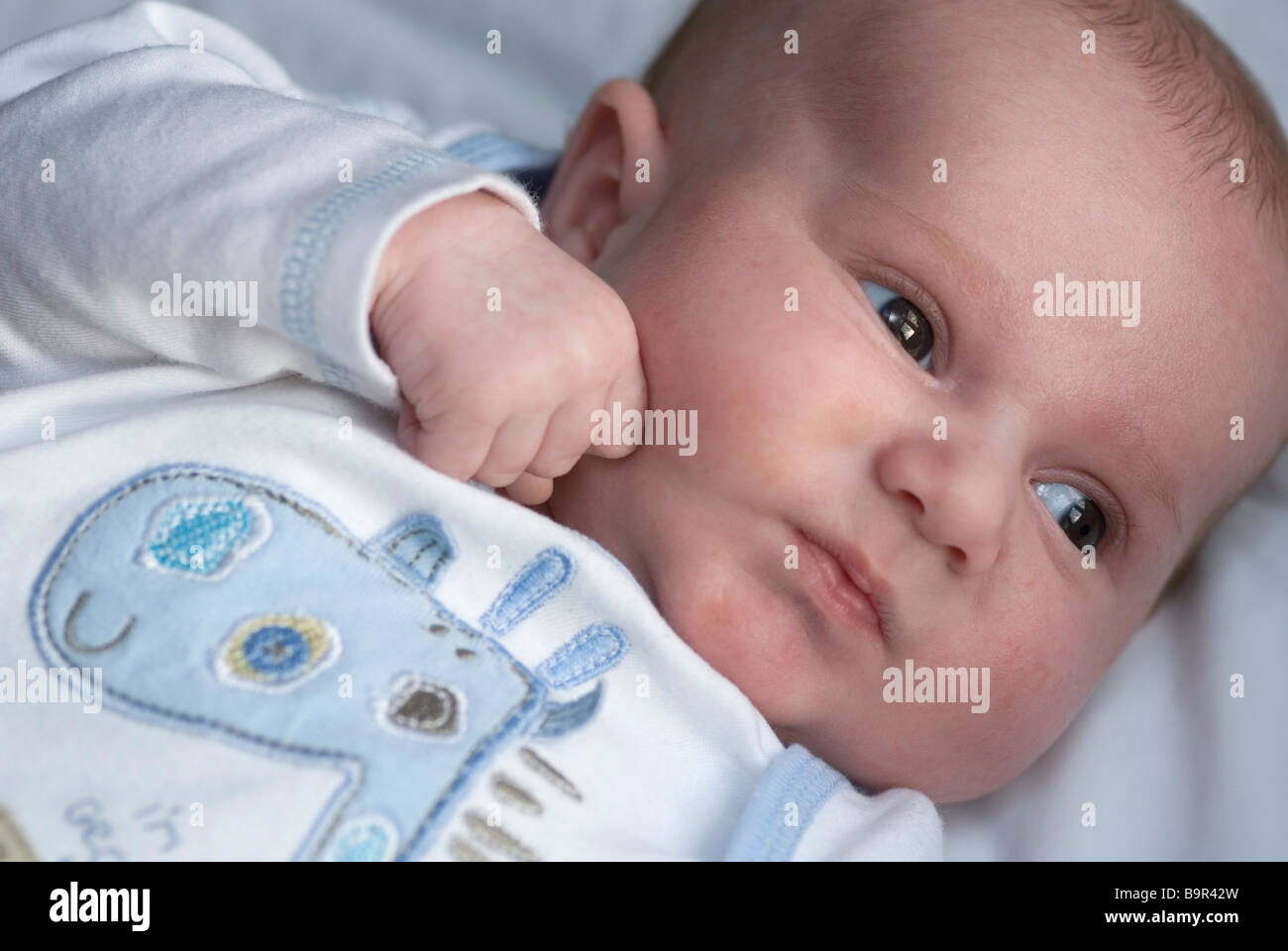 6 week hi-res stock photography and images - Alamy