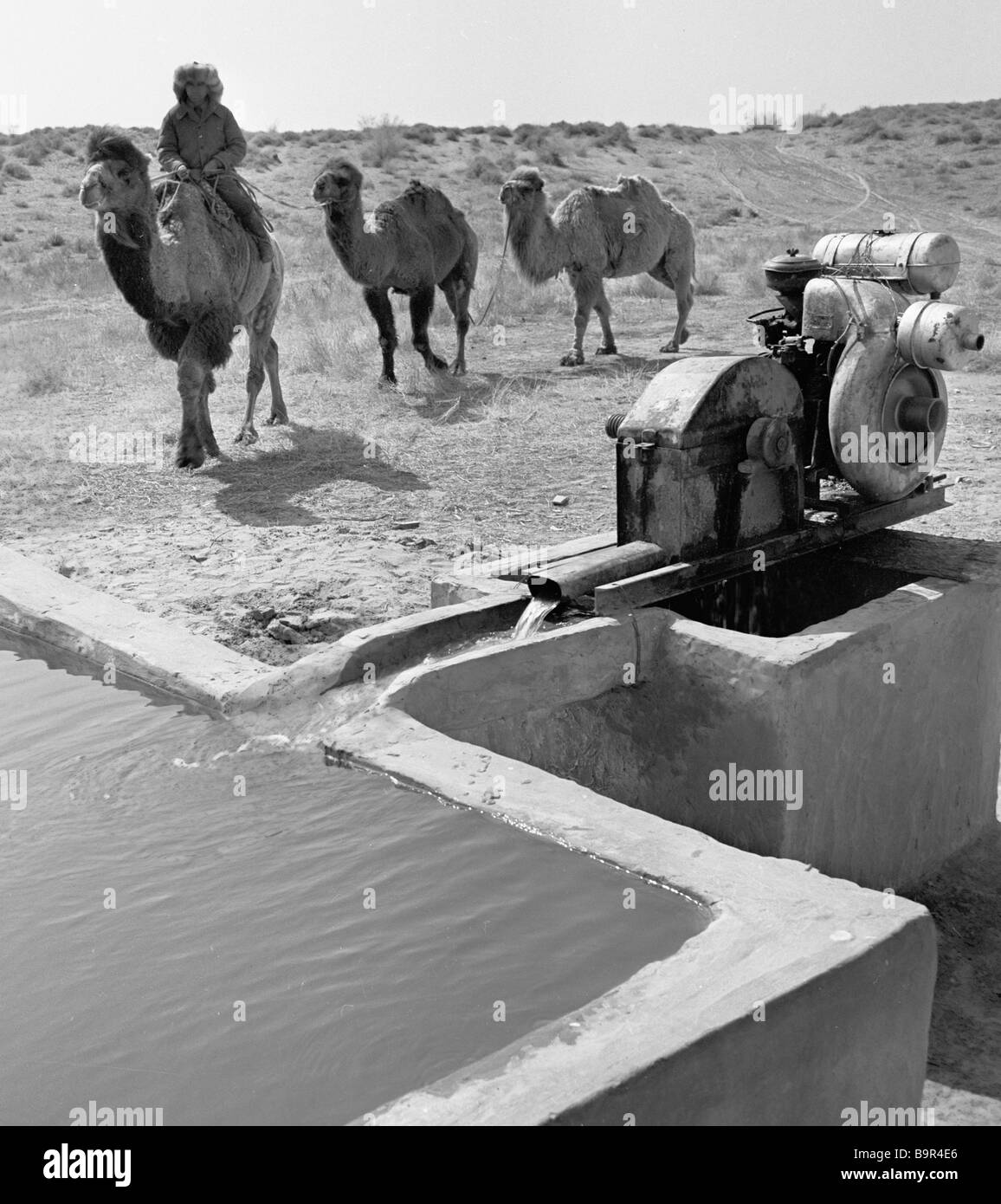 Camels at a new perfunctory water pit installed near the grazing sheep ...