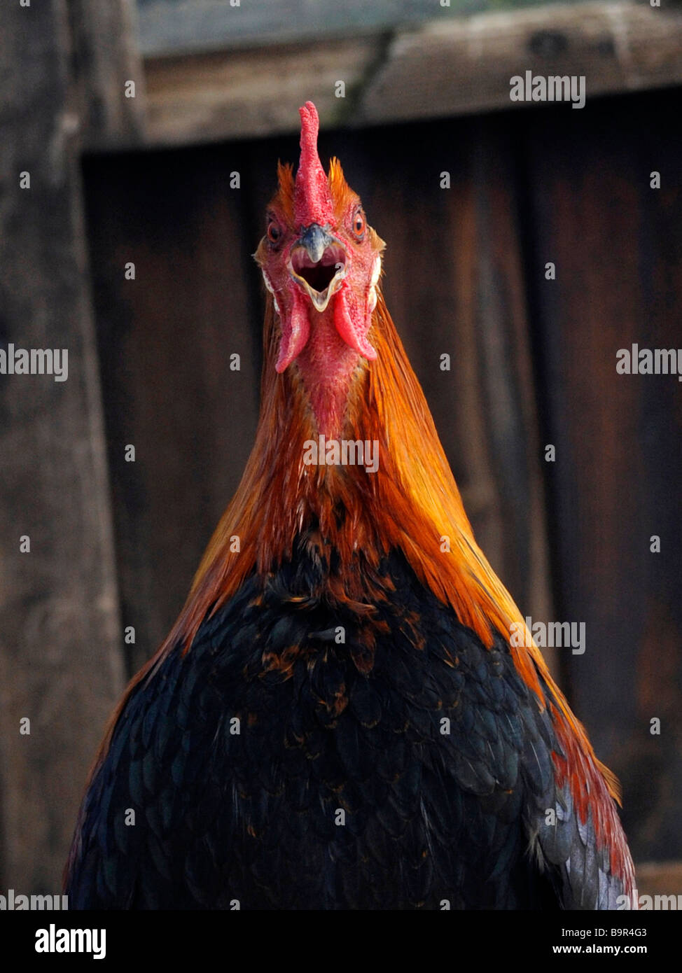 Colourful Cockerel High Resolution Stock Photography and Images - Alamy