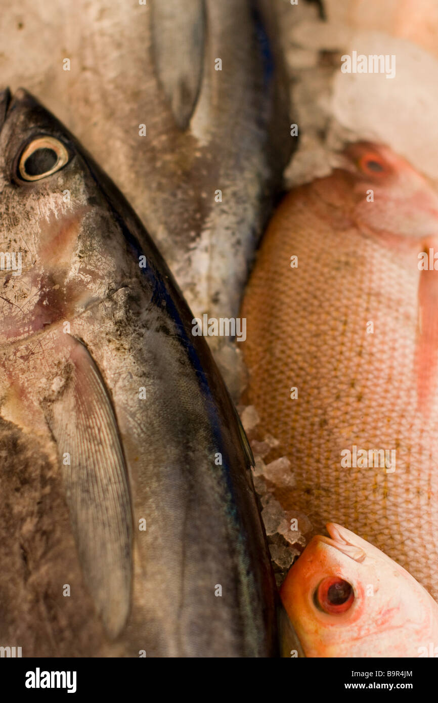 Fort cochin fish market india hi-res stock photography and images - Alamy