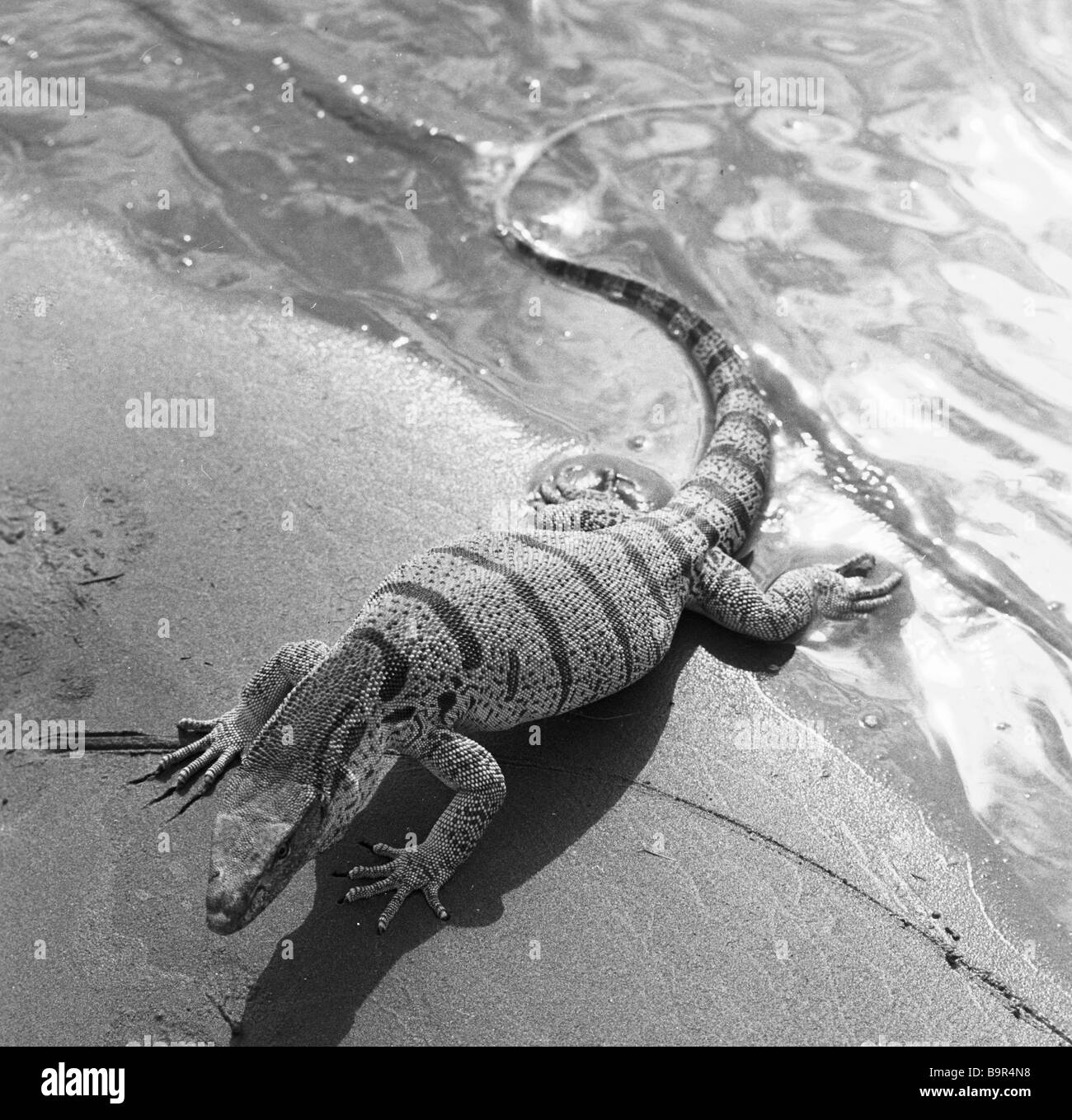 A goanna near water in Karakum desert Stock Photo - Alamy
