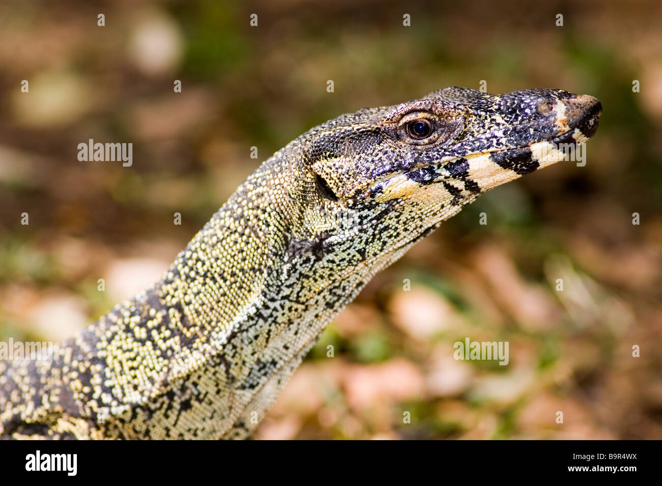 Closeup of a Lace Monitor (Varanus varius), a large lizard commonly ...