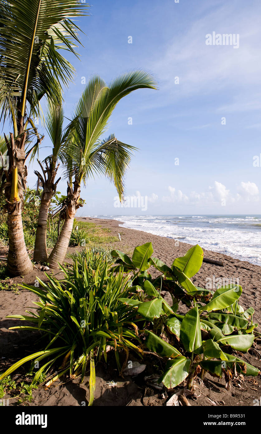 Costa Rica, Limon Province, Caribbean coast, Tortuguero Beach Stock ...